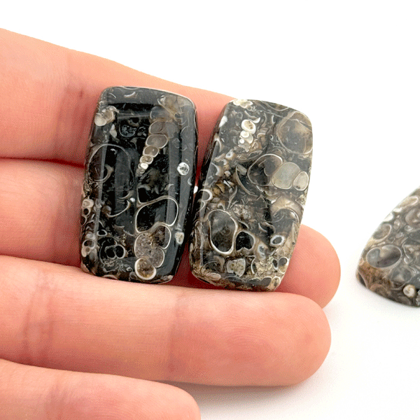 Turritella Agate Has Arrived – Columbia Gem House